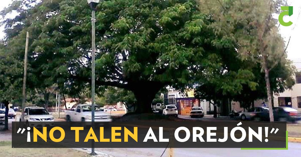 "iNo talen al orejón!"
