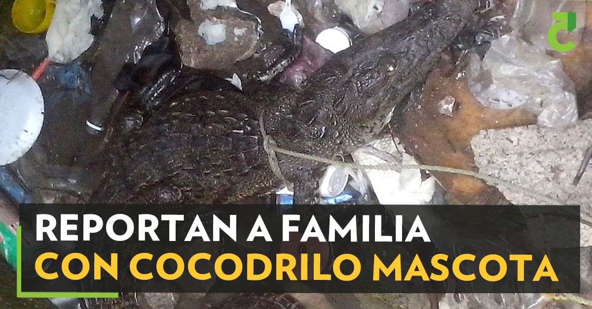 Reportan a familia con cocodrilo mascota