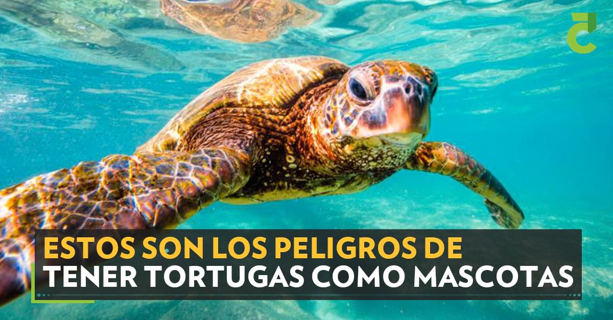 Estos son los peligros de tener tortugas como mascotas
