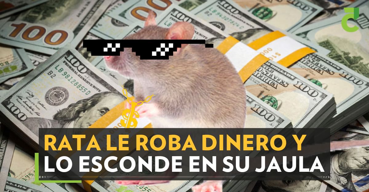 Rata le roba dinero y lo esconde en su jaula
