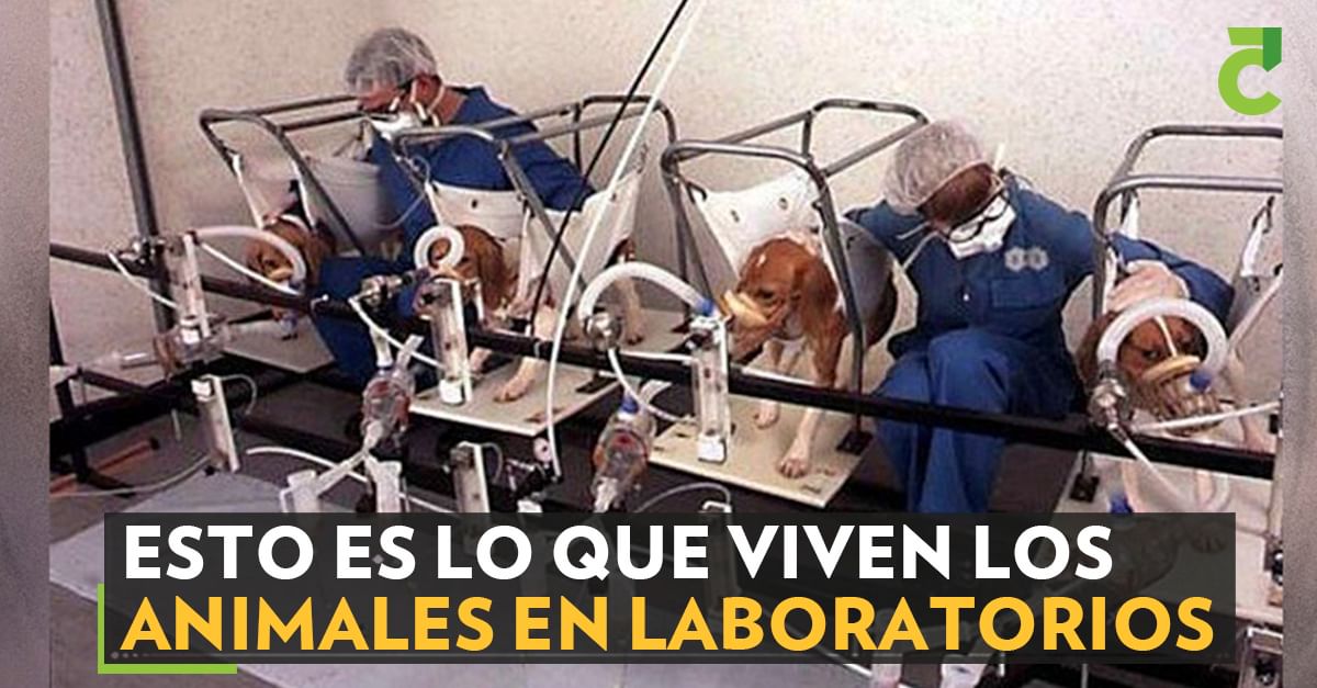 Esto Es Lo Que Viven Los Animales En Laboratorios