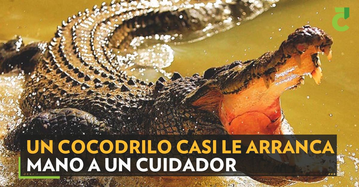 Un cocodrilo casi le arranca la mano a un cuidador
