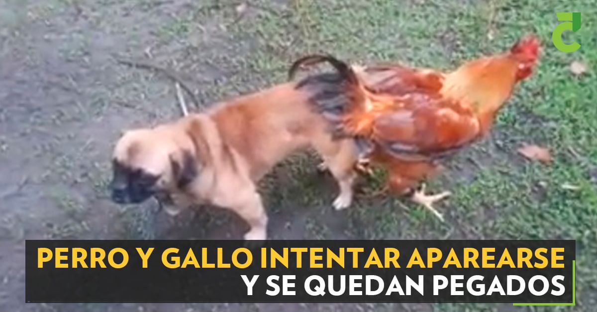 Perro y gallo intentar aparearse y se quedan pegados
