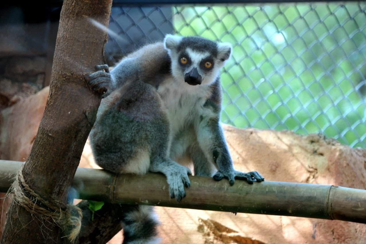 ¡Los lémures de Madagascar están en el Zoológico Tamatán!
