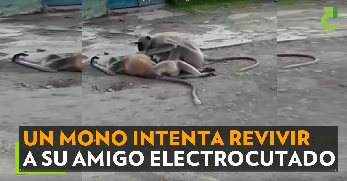 Un mono intenta revivir a su amigo electrocutado