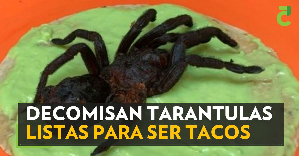 Decomisan tarantulas listas para ser tacos