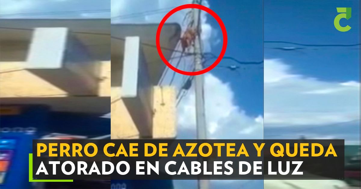 Perro cae de azotea y queda atorado en cables de luz