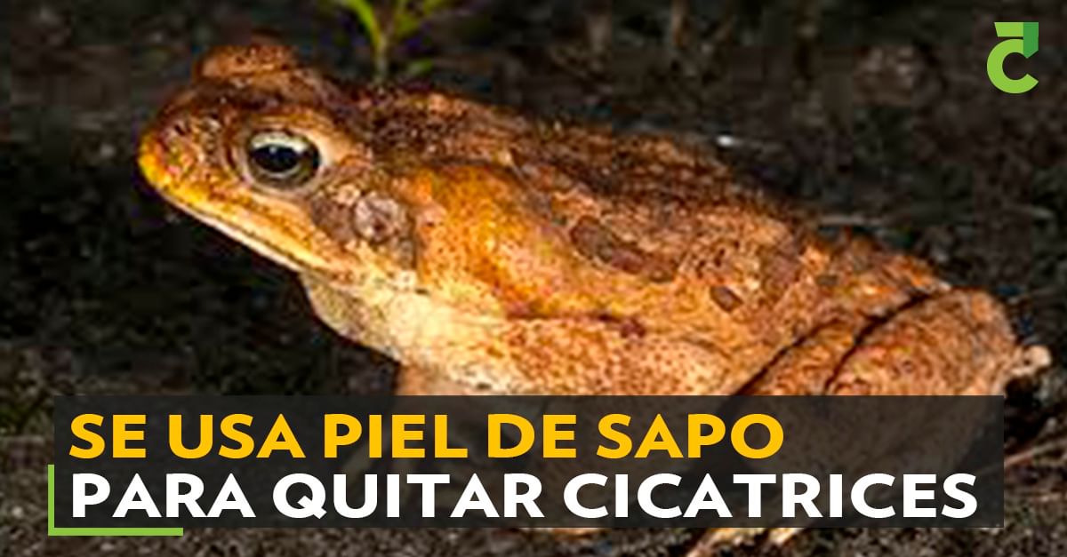Se usa piel de sapo para quitar cicatrices