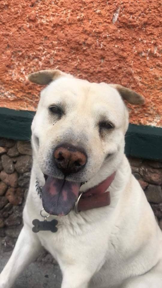Benito, la triste historia del Hachi mexicano