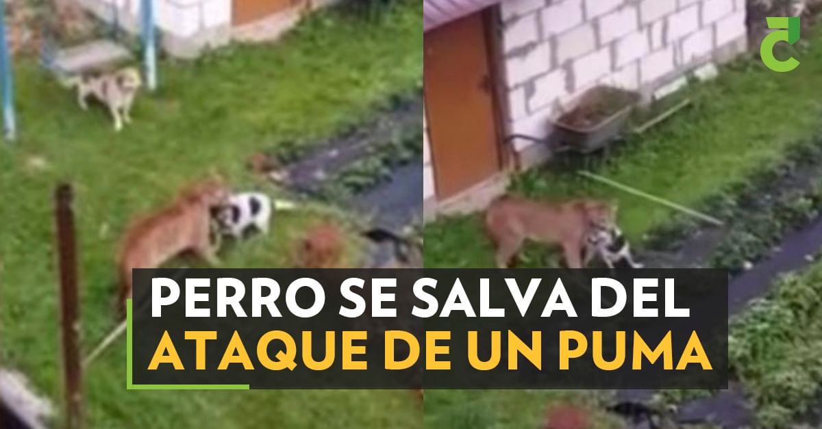 Perro se salva del ataque de un puma