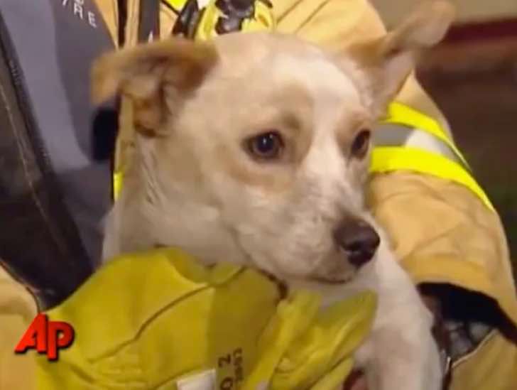 Perrito arriesga su vida en incendio por salvar a 4 gatitos