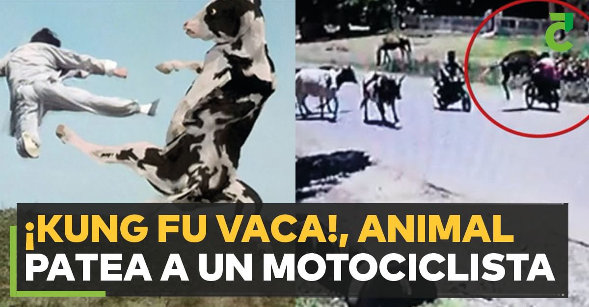 ¡Kung Fu Vaca!, animal patea a un motociclista