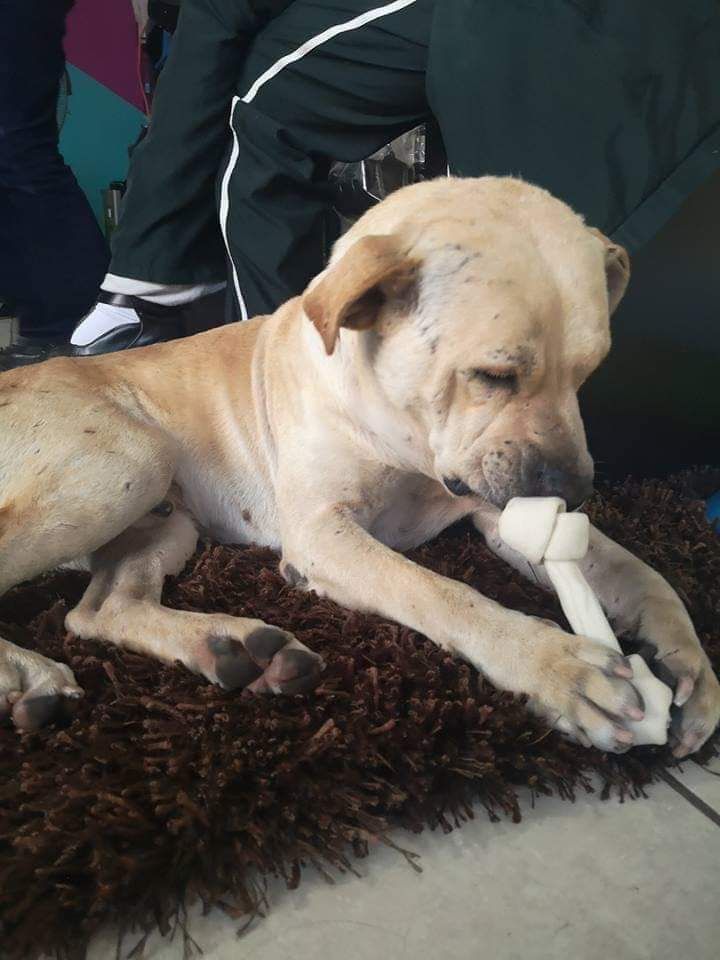 Consiente SPA a Randy, el perro héroe de Madero