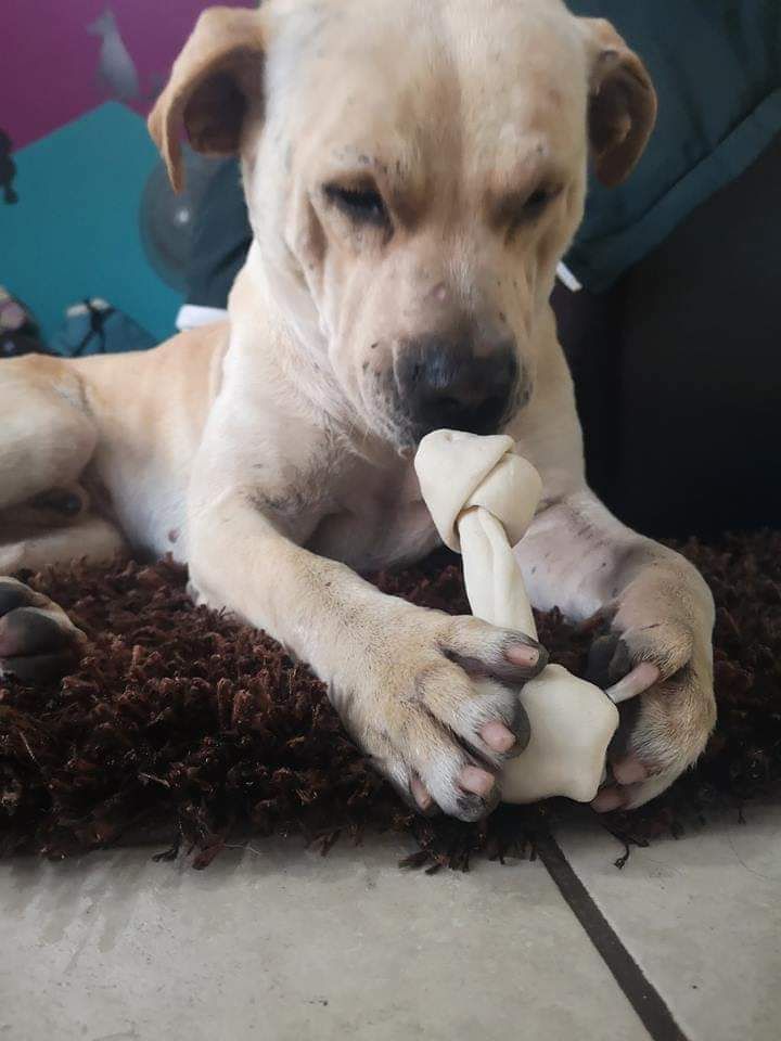 Consiente SPA a Randy, el perro héroe de Madero