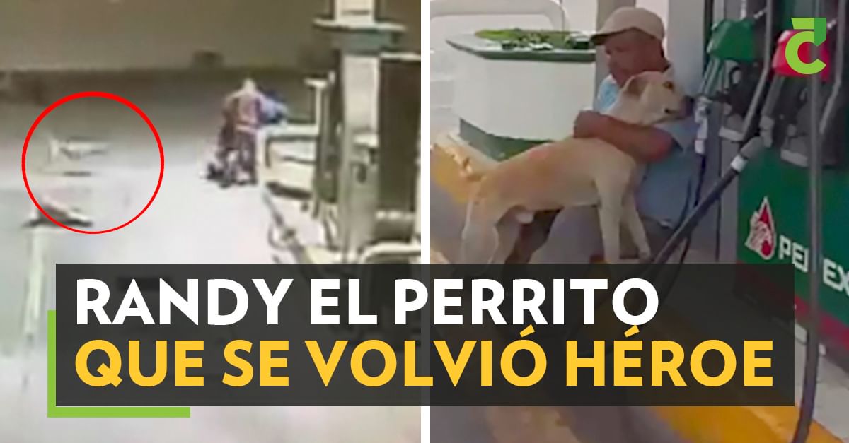 Randy el perrito que se volvió héroe
