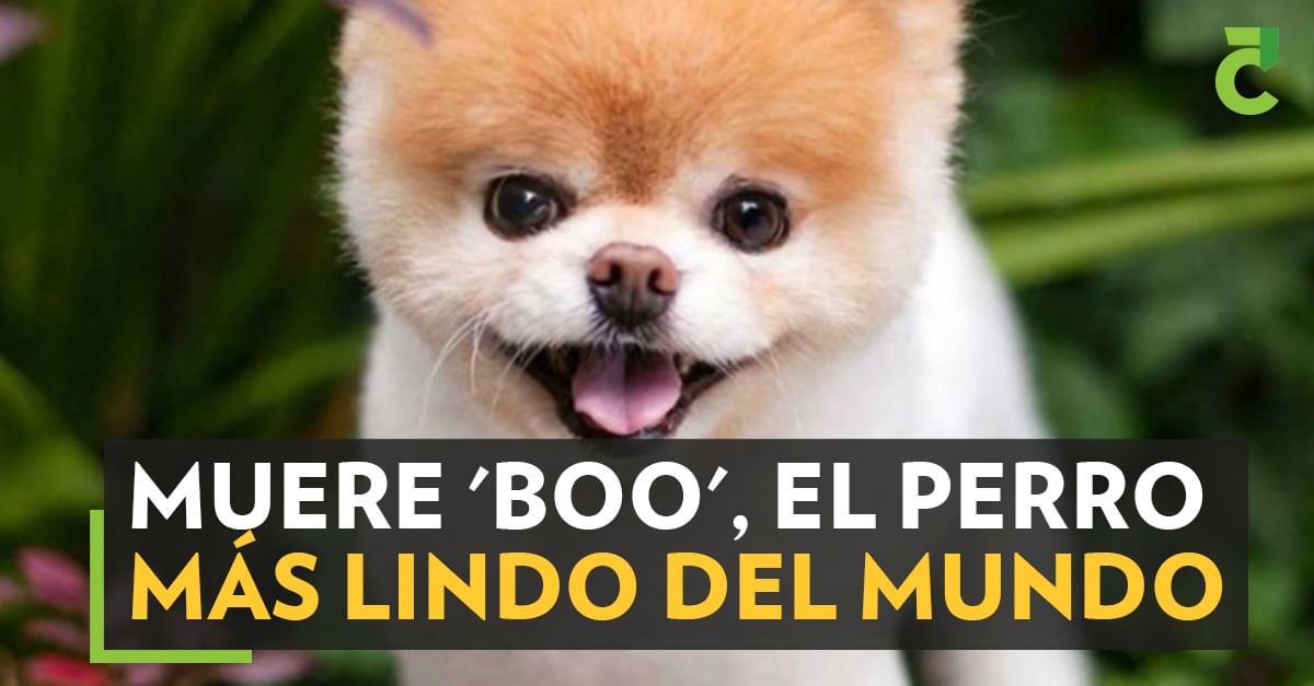 Muere 'Boo', el perro más lindo del mundo