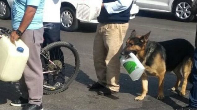 Perro hace fila para llevar su gasolina
