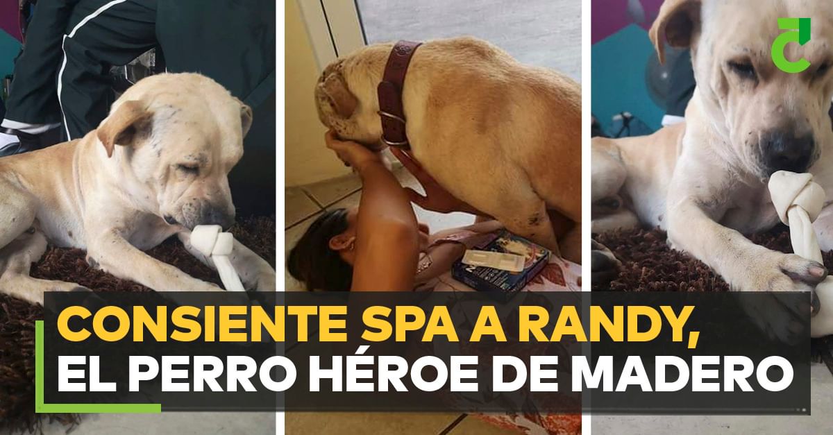 Consiente SPA a Randy, el perro héroe de Madero