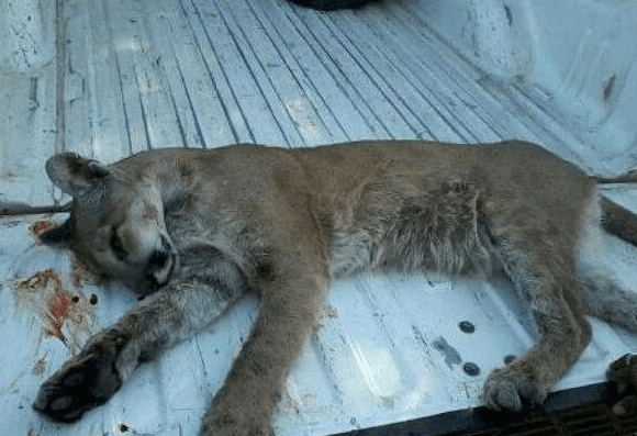 Hombres cazan y matan a puma en Nuevo León