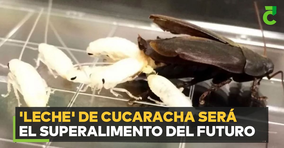 Leche De Cucaracha Será El Superalimento Del Futuro
