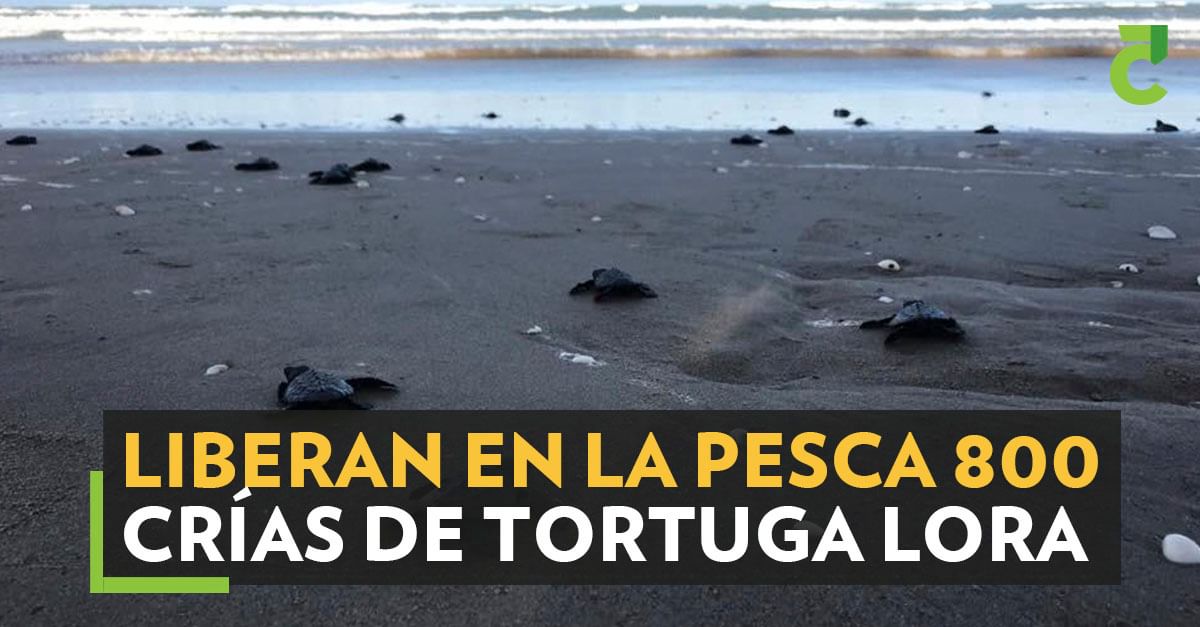 Liberan en La Pesca 800 crías de tortuga Lora