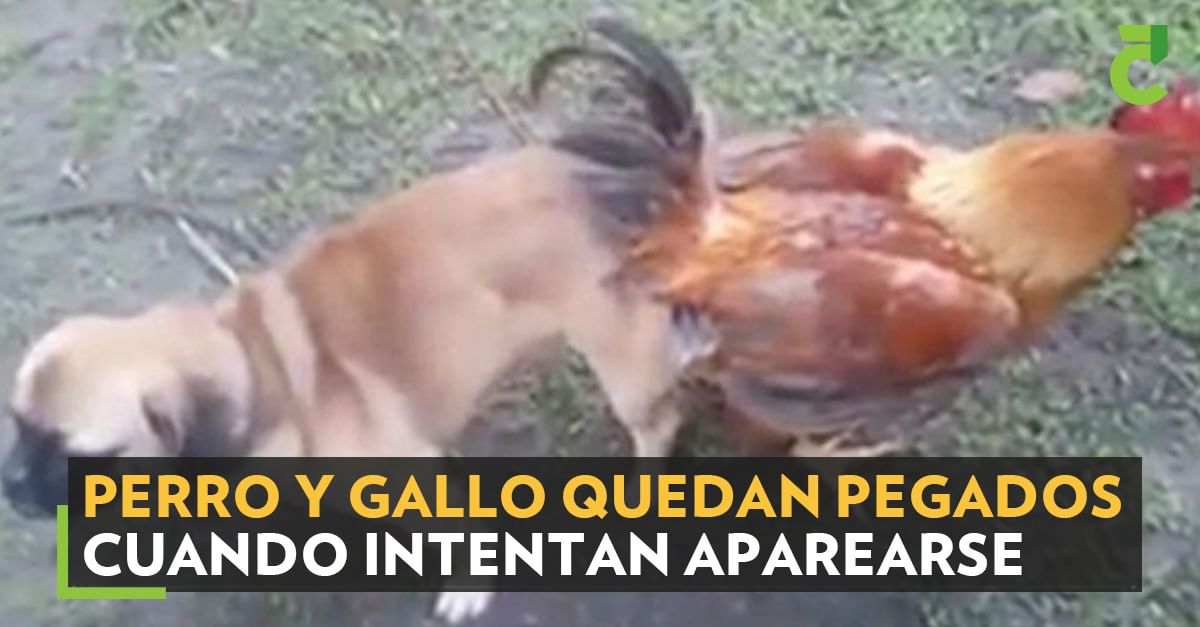 Perro y gallo quedan pegados intentando aparearse
