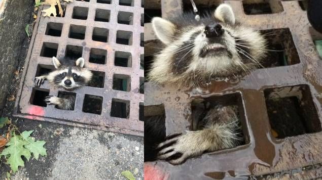 Rescatan a mapachito que se quedó atorado