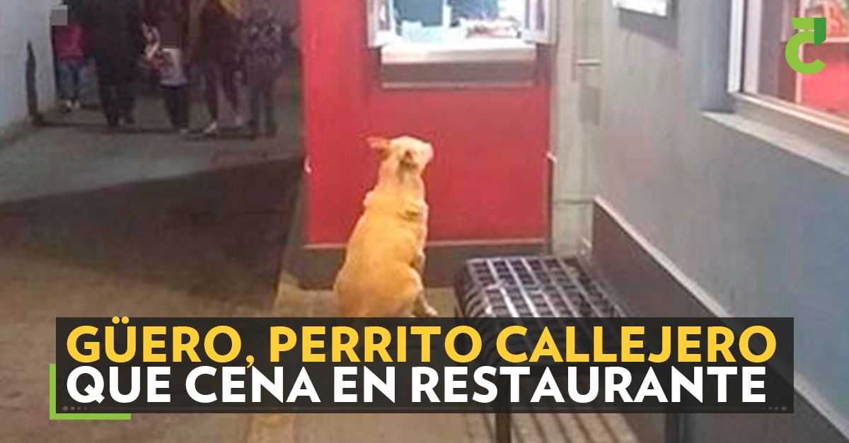 Güero, perrito callejero que cena en restaurante