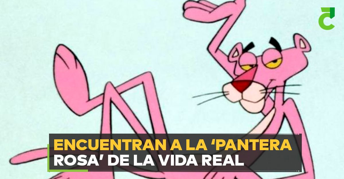 Encuentran a la ‘Pantera Rosa’ de la vida real