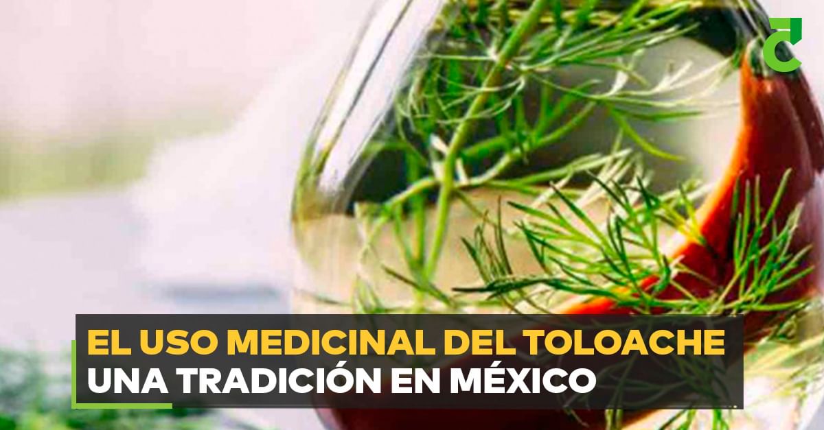 El uso medicinal del toloache, una tradición en México