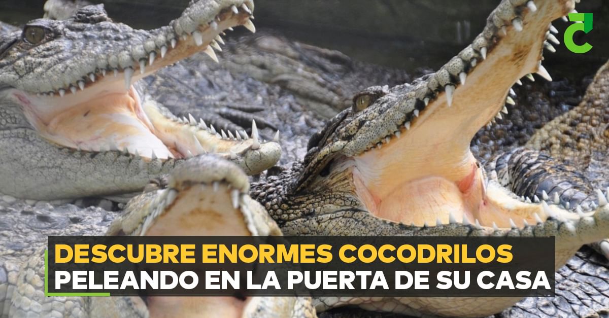Descubre enormes cocodrilos peleando en la puerta de su casa