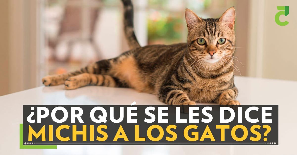 ¿Por qué se les dice MICHIS a los gatos?