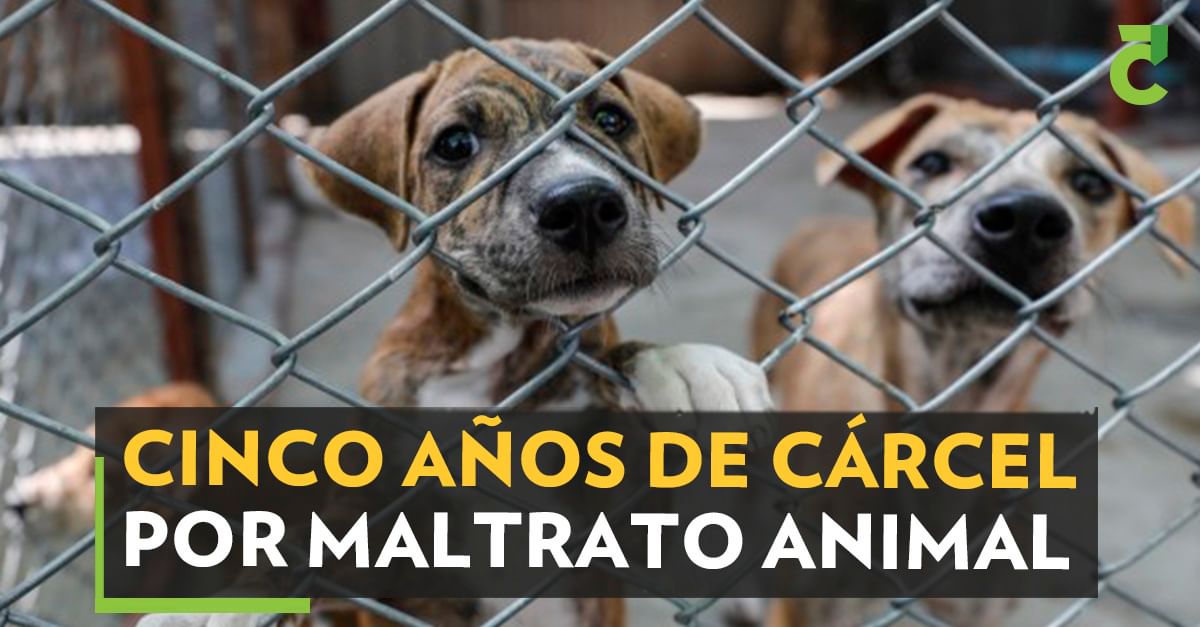 Cinco años de cárcel por maltrato animal
