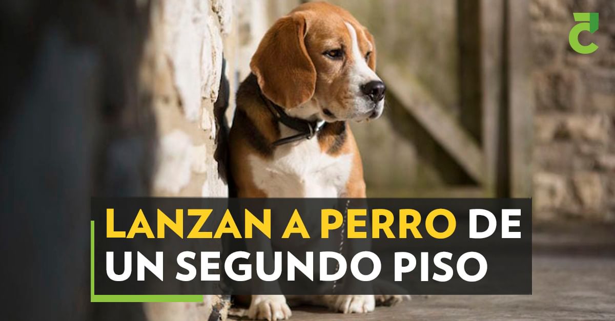 Lanzan a perro de un segundo piso