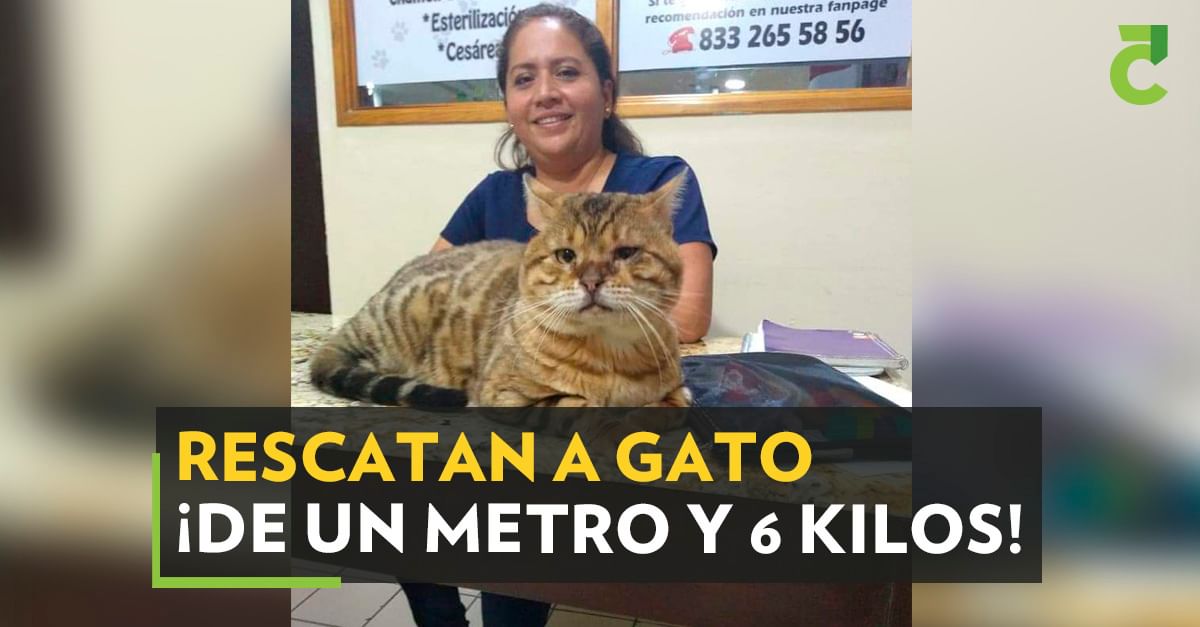 Rescatan A Gato De Un Metro Y 6 Kilos