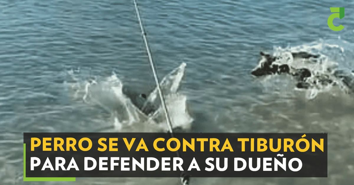 Perro se va contra tiburón para defender a su dueño