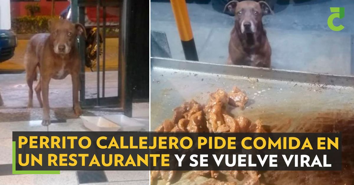 Perrito callejero pide comida en un restaurante y se vuelve viral