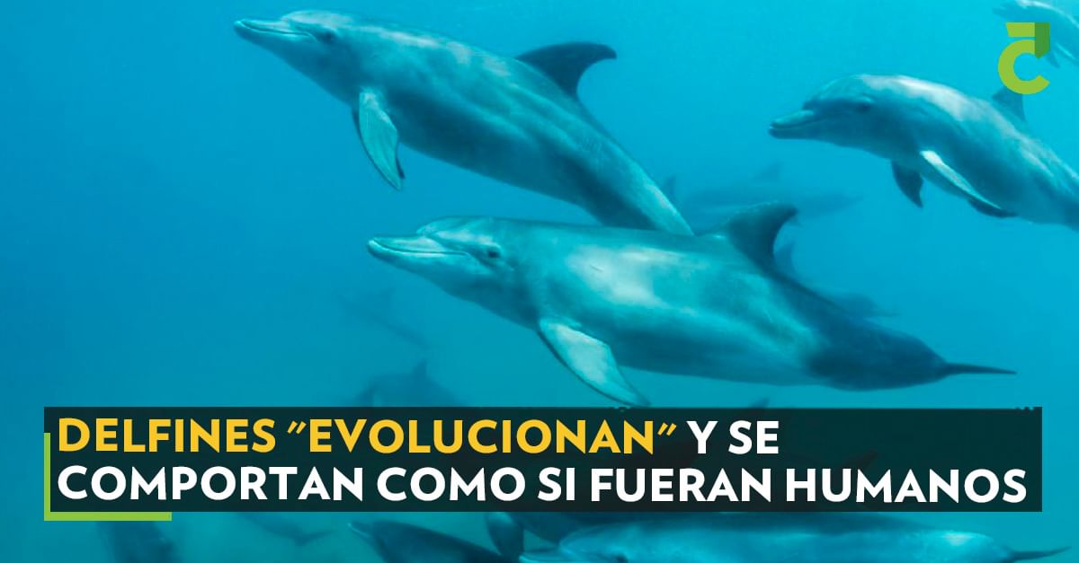 Delfines "evolucionan" y se comportan como si fueran humanos