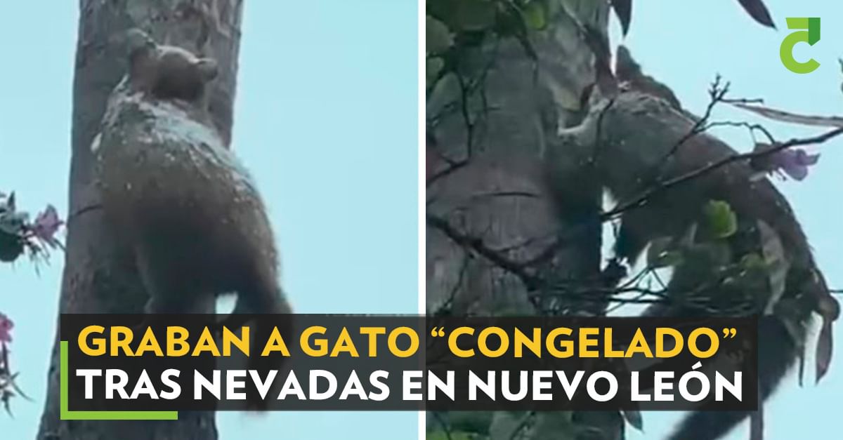 Graban a gato “congelado” tras nevadas en Nuevo León