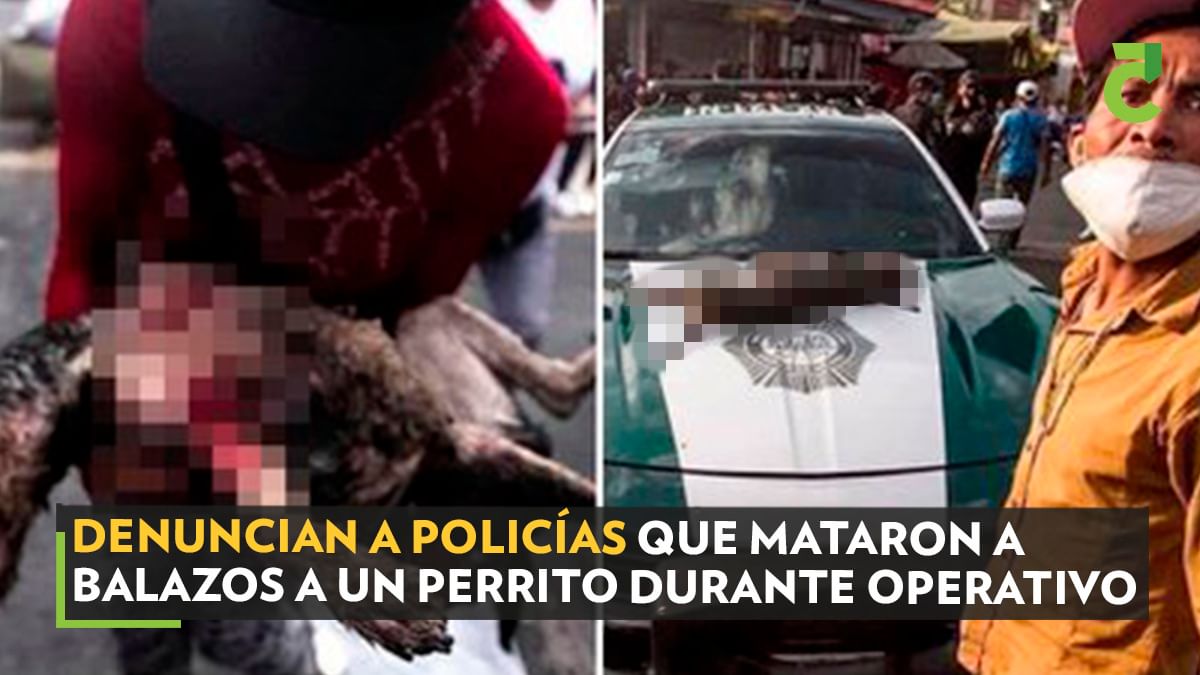 Denuncian A Policías Que Mataron A Balazos A Un Perrito Durante Operativo
