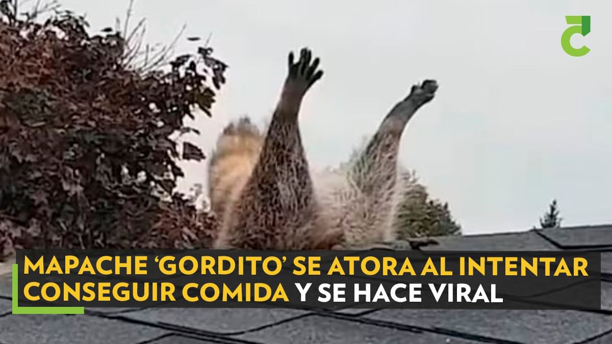 Mapache ‘gordito’ se atora al intentar conseguir comida y se hace viral