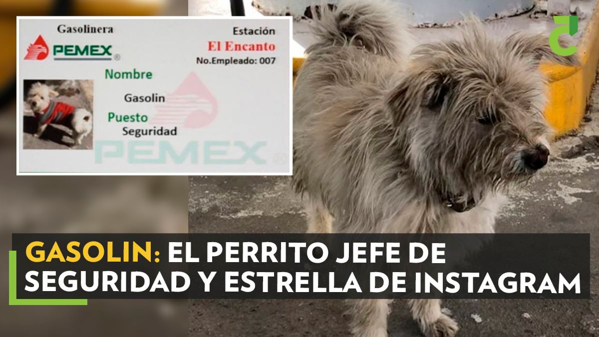 Gasolin: el perrito jefe de seguridad y estrella de Instagram