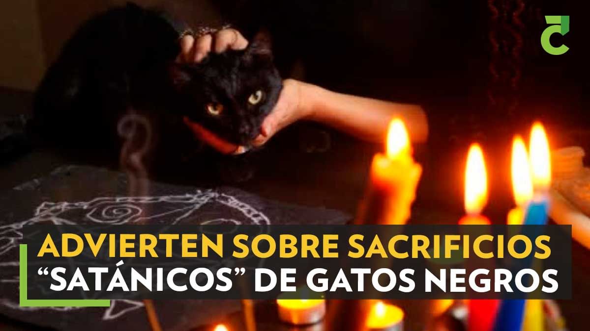 Advierten sobre sacrificios “satánicos” de gatos negros y blancos