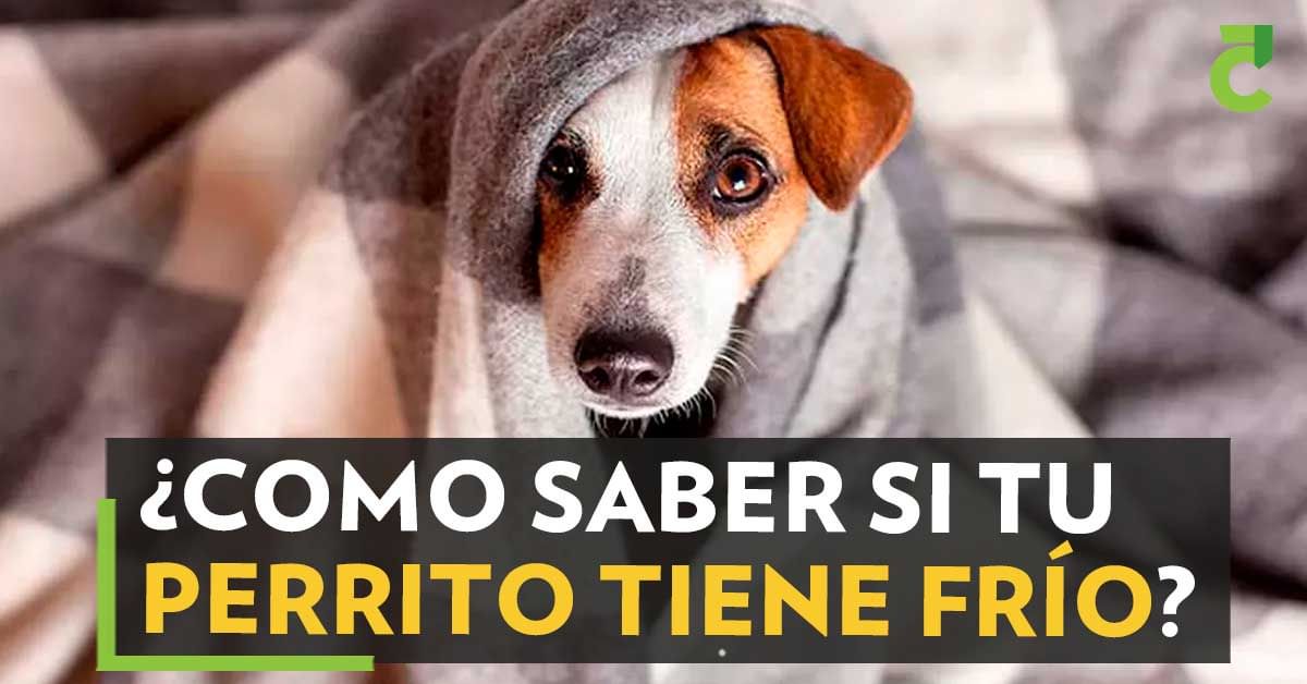 Conoce los síntomas para saber si tu perro tiene frío
