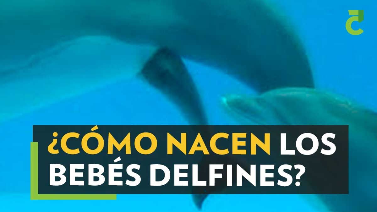 ¿Cómo nacen los bebés delfines? revelan el misterio