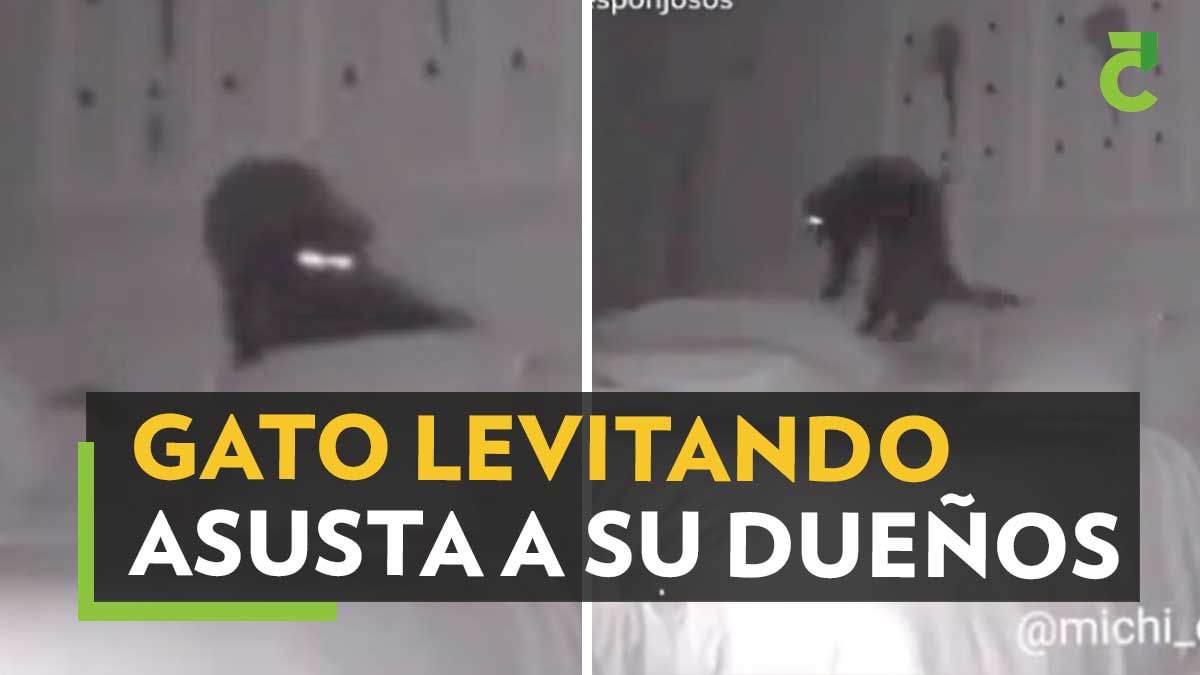 Gato levitando asusta a su dueños