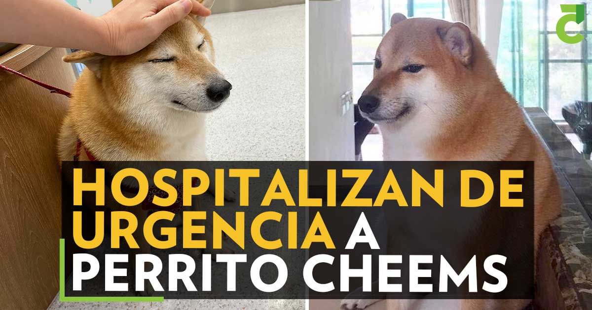 Hospitalizan de urgencia a perrito Cheems
