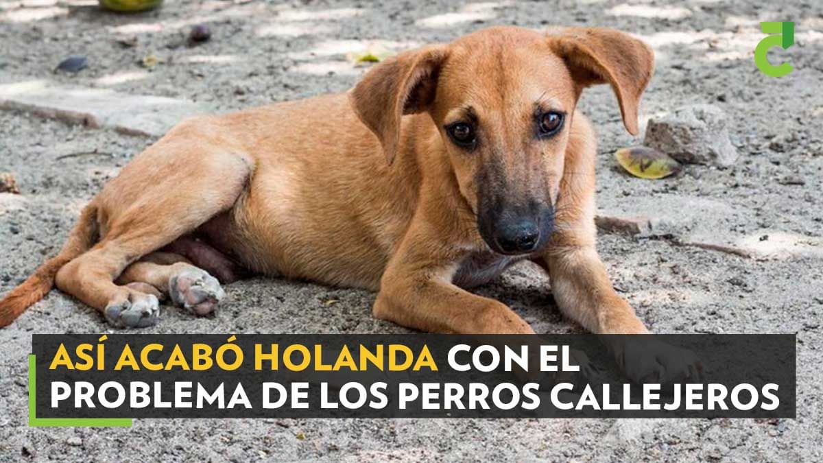 Así Acabó Holanda Con El Problema De Los Perros Callejeros