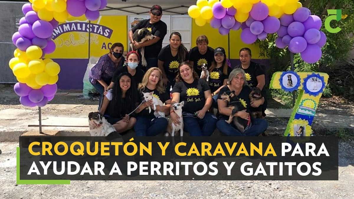 Croquetón y caravana para ayudar a perritos y gatitos