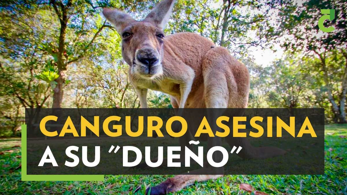 Canguro asesina a su "dueño", en Australia